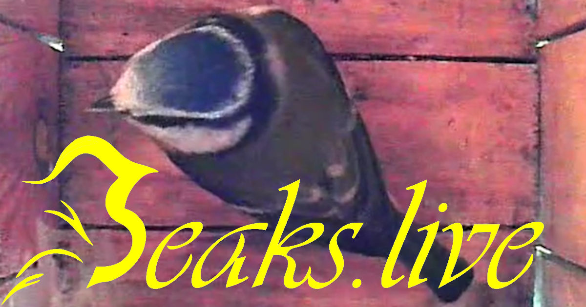 Beautiful beaks